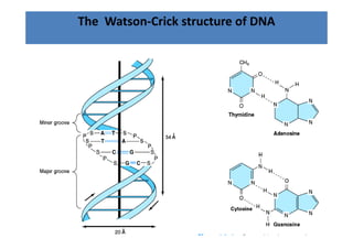 Nucleic Acids Structure and Functions | PDF