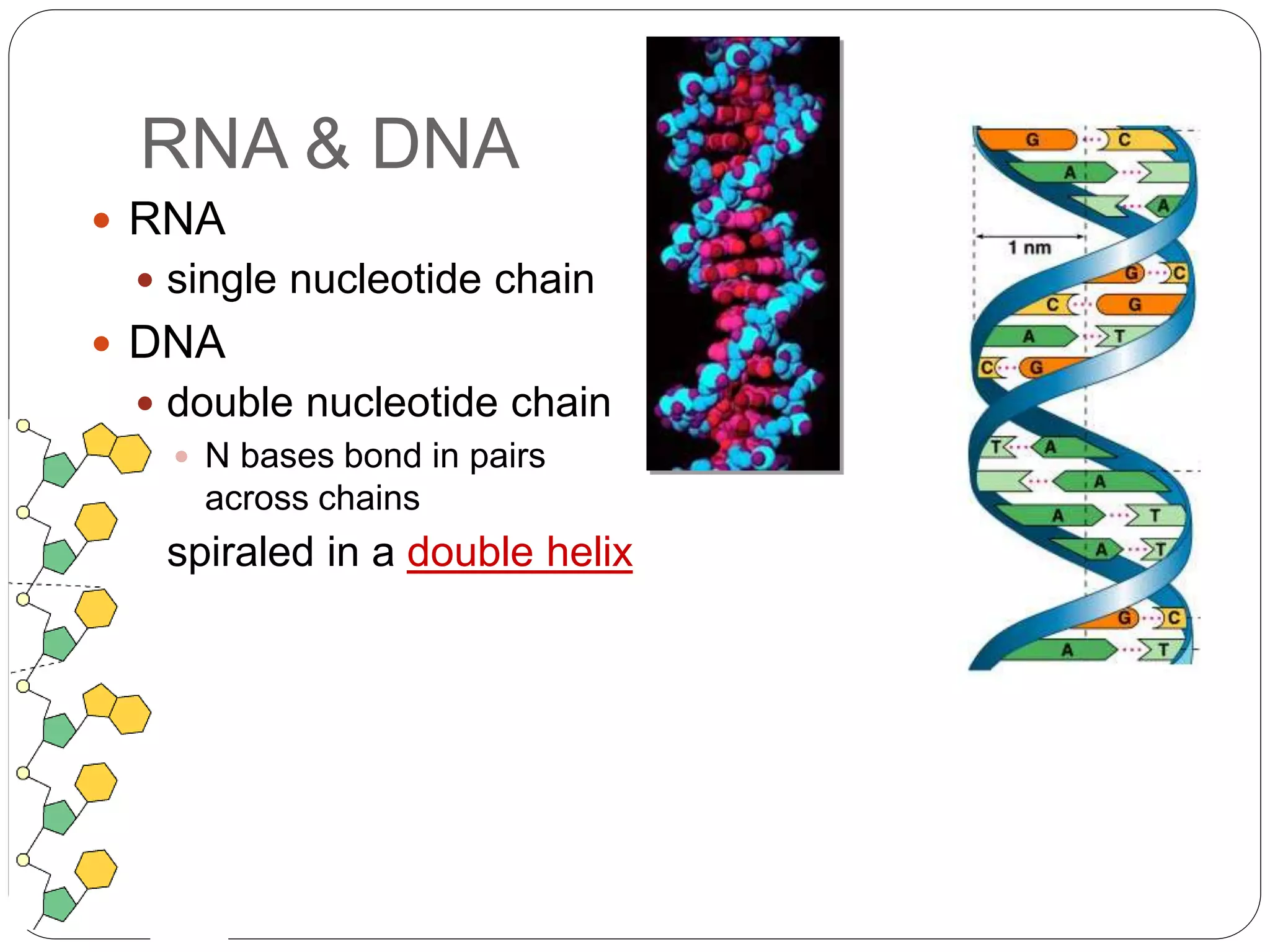 nucleic acids 2012.ppt