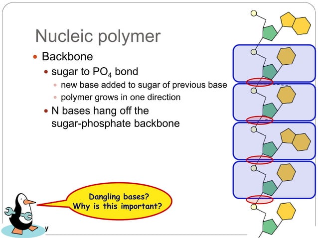 nucleic acids 2012.ppt