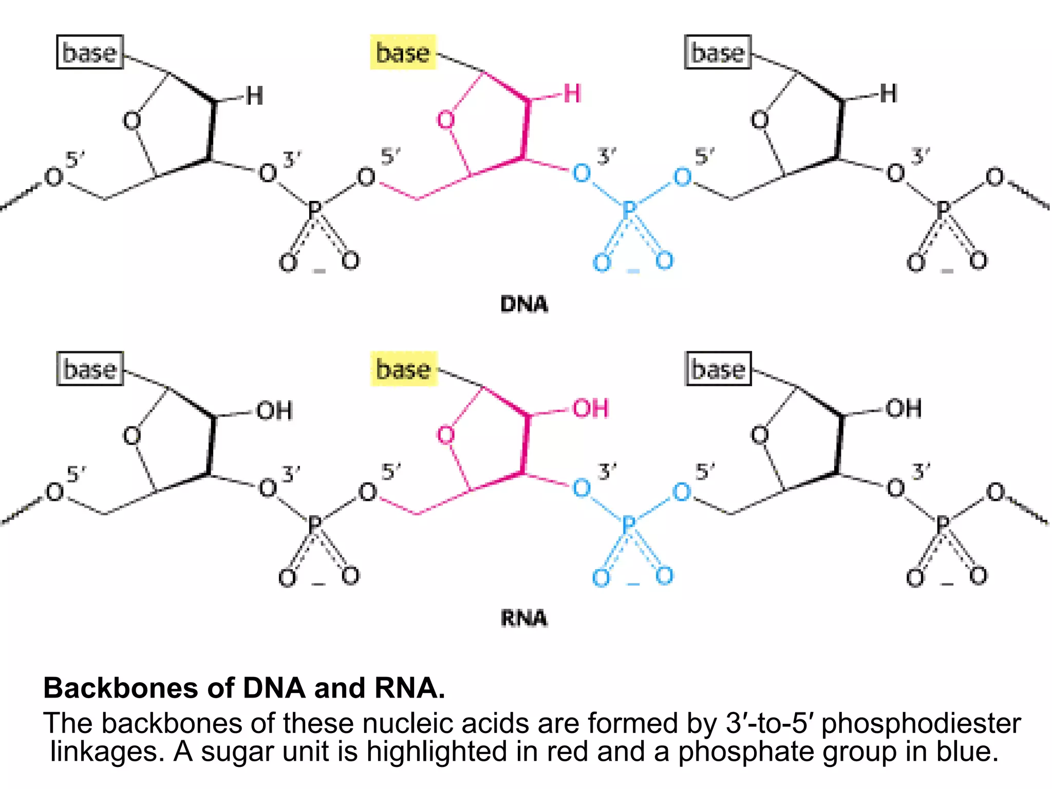Nucleic acids 2016 Dodoma Nursing-1.ppt