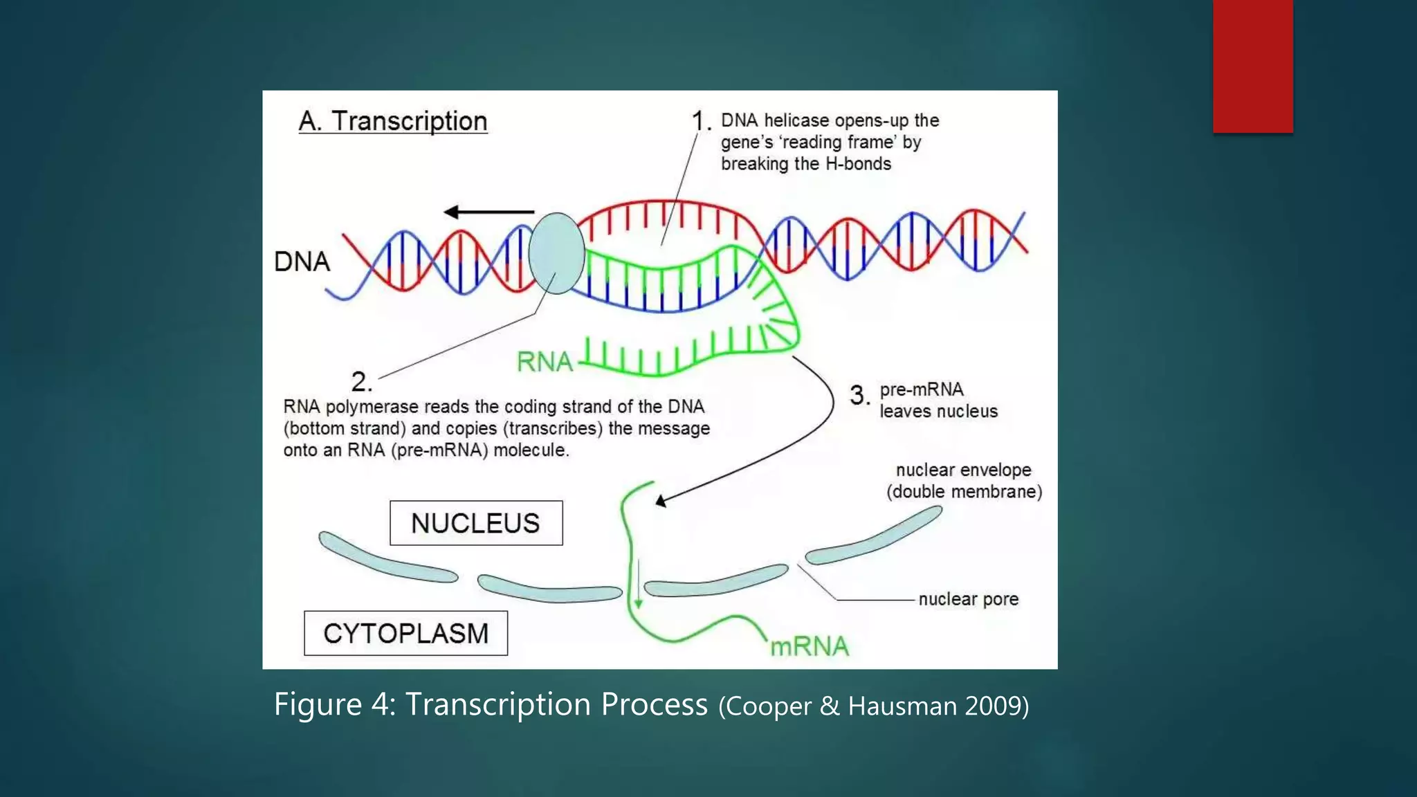 Nucleic acids and central dogma theory | PPTX