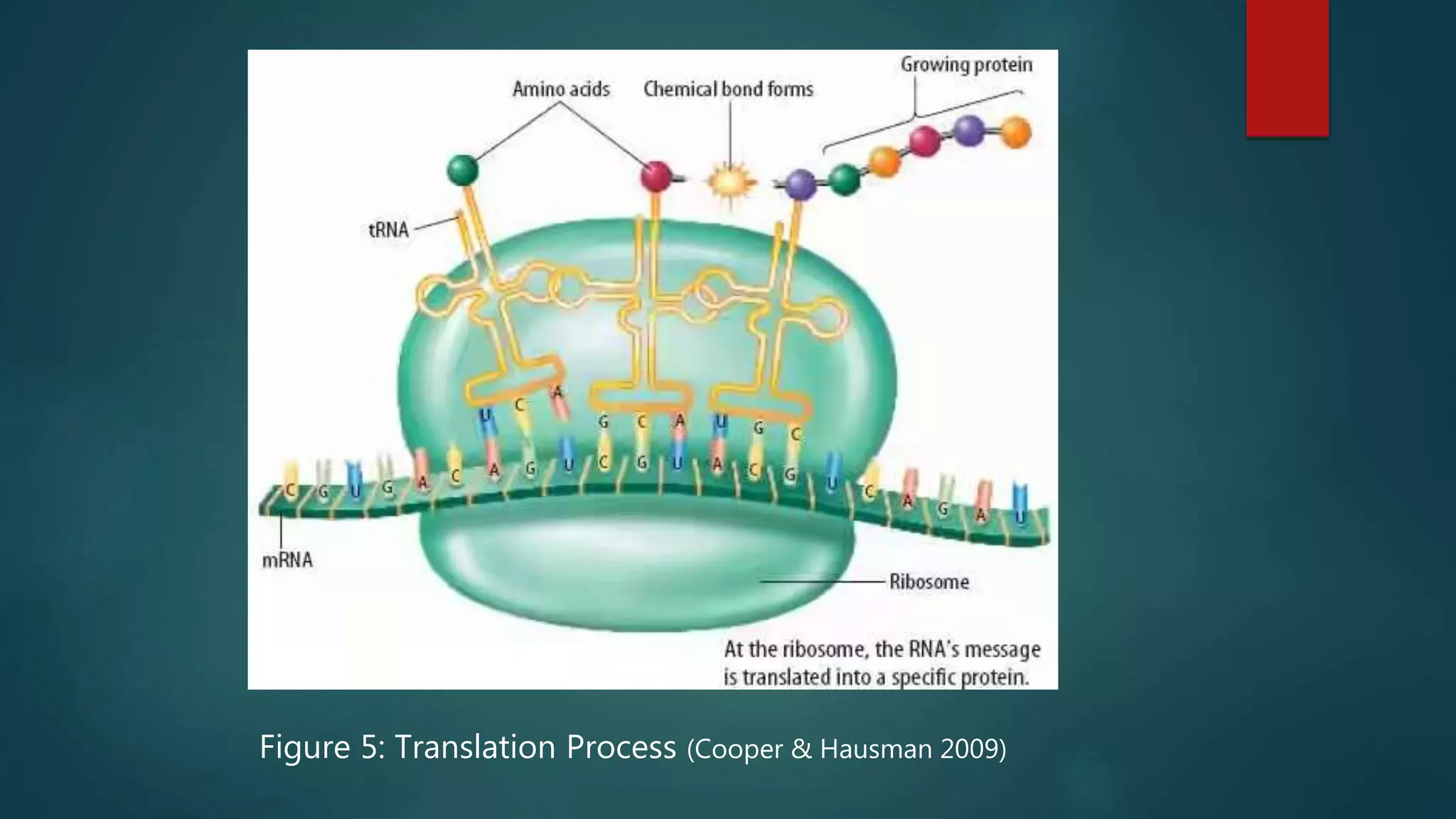 Nucleic acids and central dogma theory | PPTX