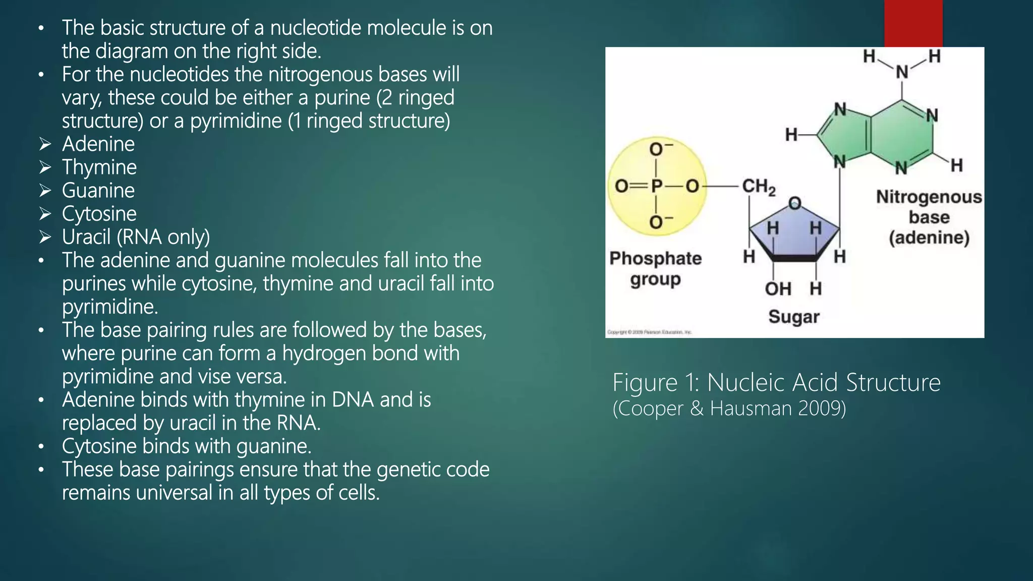 Nucleic acids and central dogma theory | PPTX
