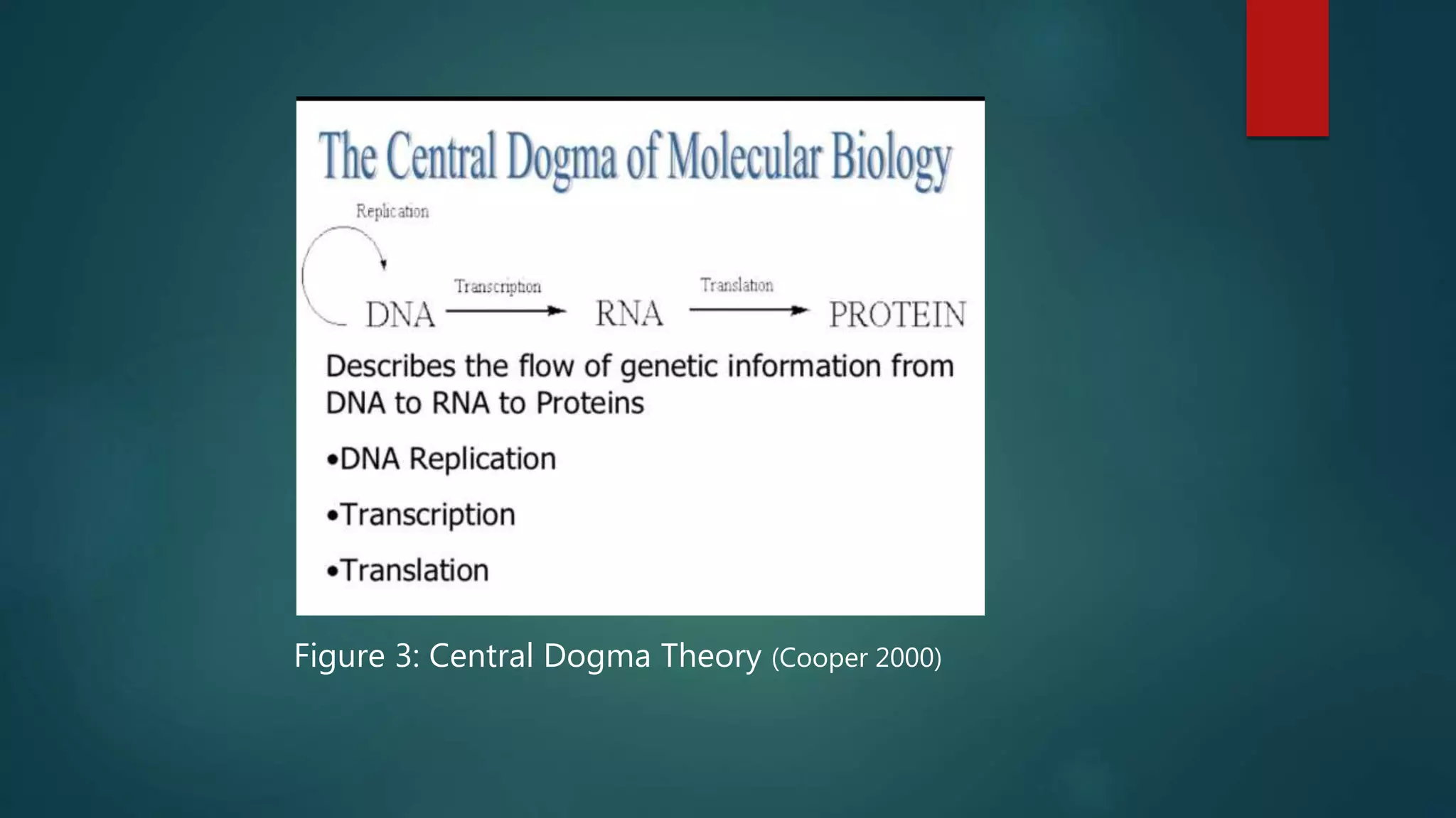 Nucleic acids and central dogma theory | PPTX