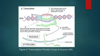 Nucleic acids and central dogma theory | PPTX