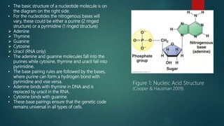 Nucleic acids and central dogma theory | PPTX