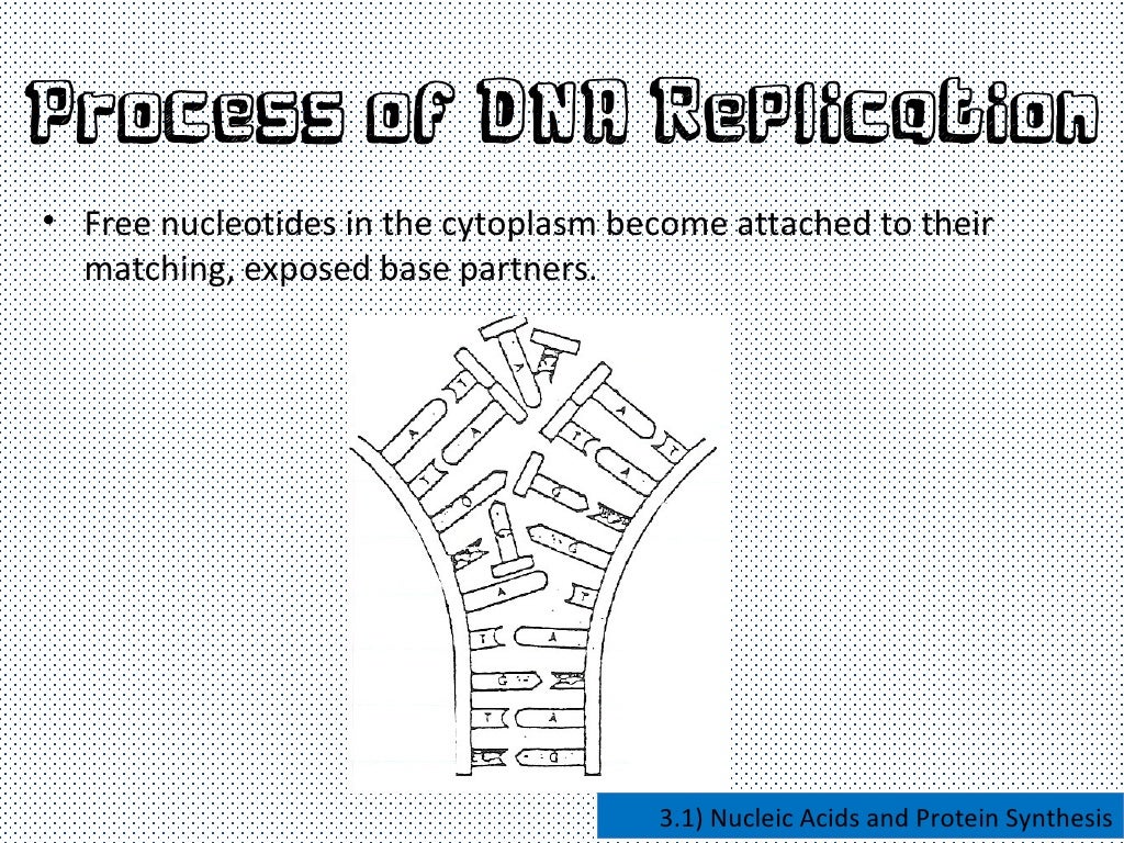 Nucleic Acids And Protein Synthesis
