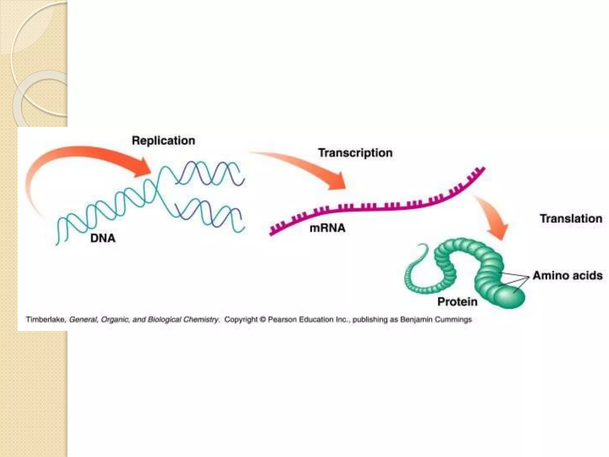 Nucleic acids and protein synthesis | PPTX