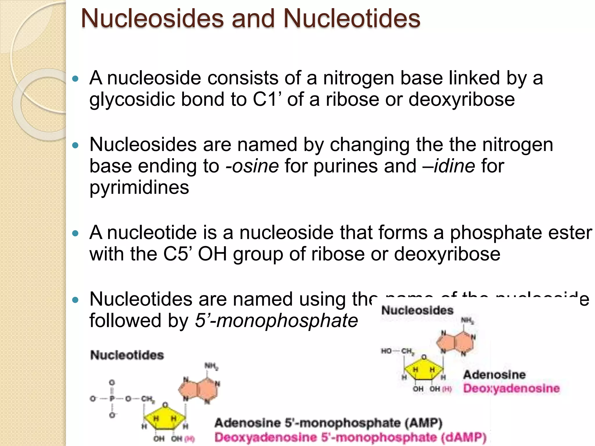 Nucleic acids and protein synthesis | PPTX