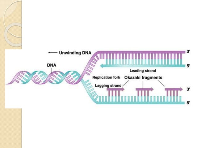 Nucleic acids and protein synthesis | PPTX | Genetics | Science