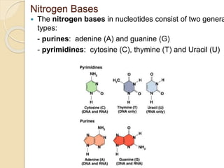 Nucleic acids and protein synthesis | PPTX