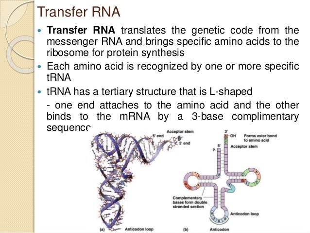 Nucleic acids and protein synthesis