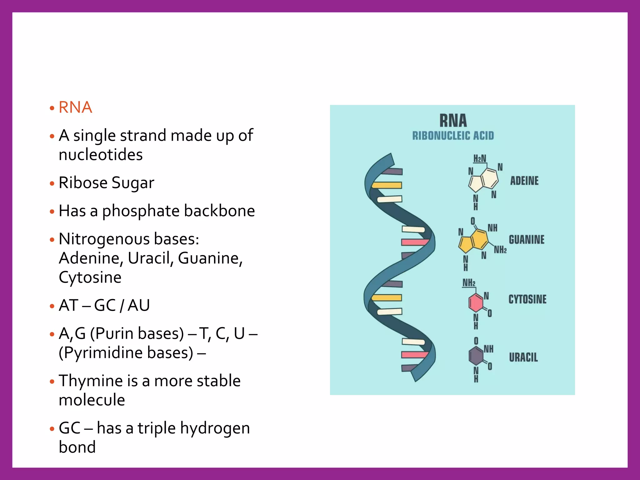 Nucleic acids and protein synthesis | PDF