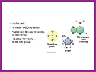 Nucleic acids and protein synthesis | PDF