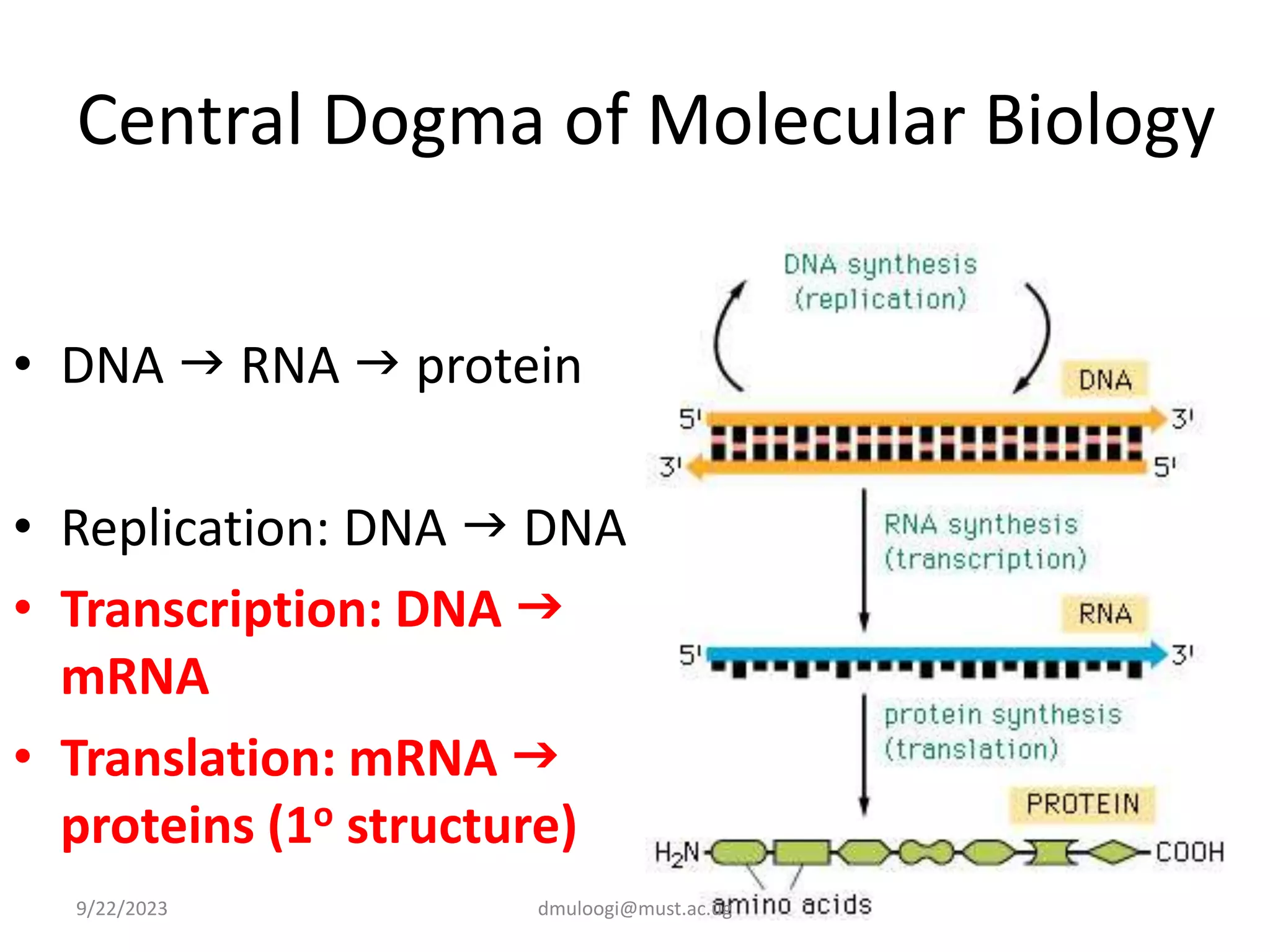 NUCLEIC ACIDS AND PROTEIN SYNTHESIS.pptx