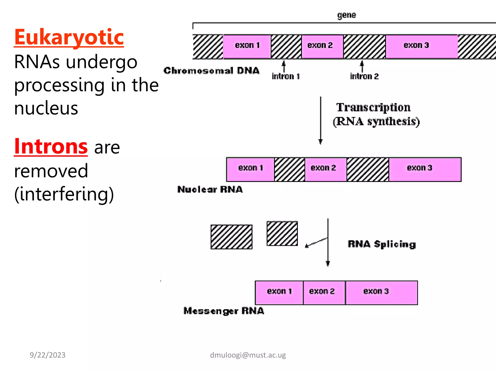 NUCLEIC ACIDS AND PROTEIN SYNTHESIS.pptx