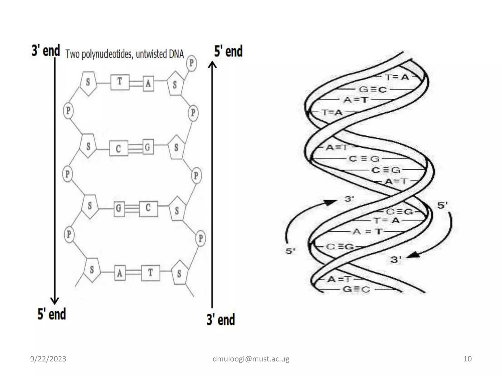 NUCLEIC ACIDS AND PROTEIN SYNTHESIS.pptx