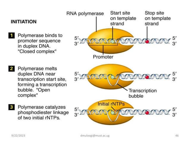 NUCLEIC ACIDS AND PROTEIN SYNTHESIS.pptx