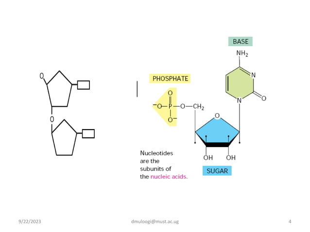 NUCLEIC ACIDS AND PROTEIN SYNTHESIS.pptx