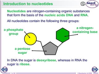 Nucleic Acids and the Genetic Code boardworks AS Level Biology | PPT