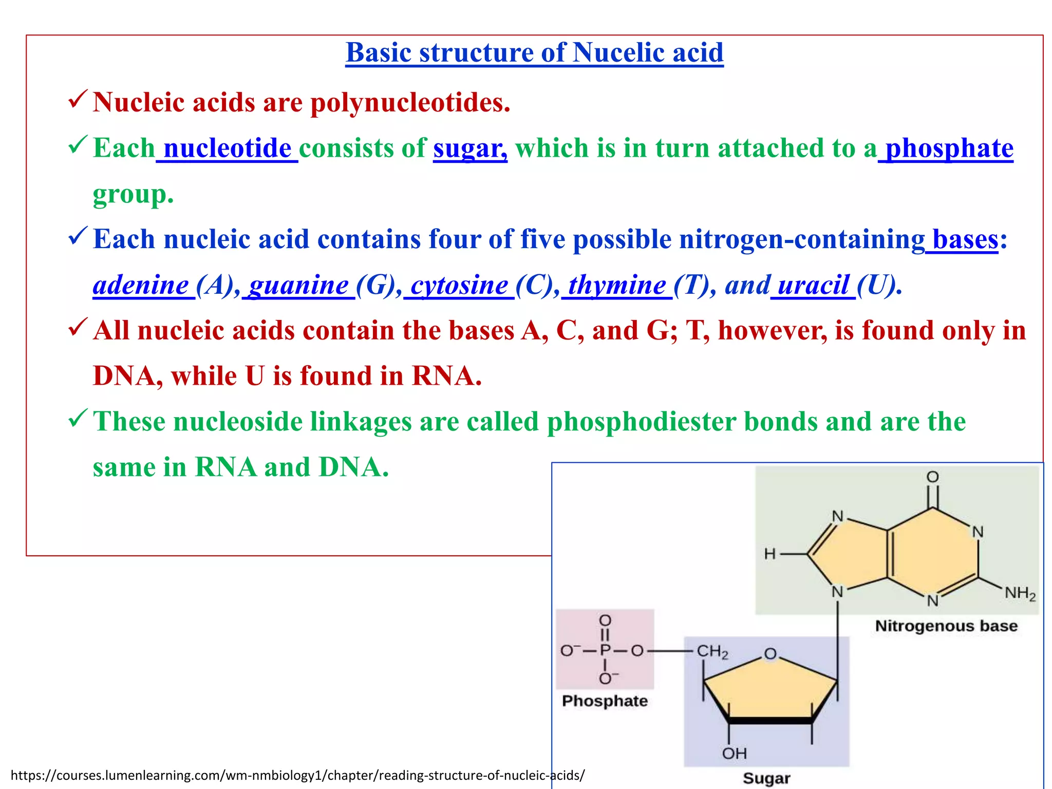 Nucleic acids | PPT