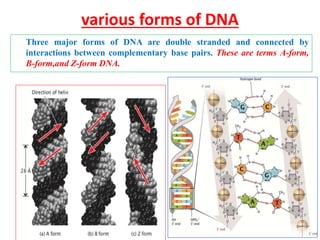 Nucleic acids | PPT