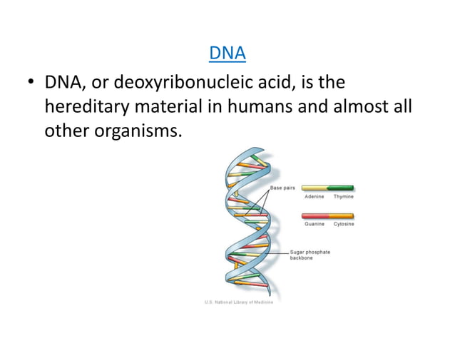 Nucleic_Acids-_-An introduction | PPT