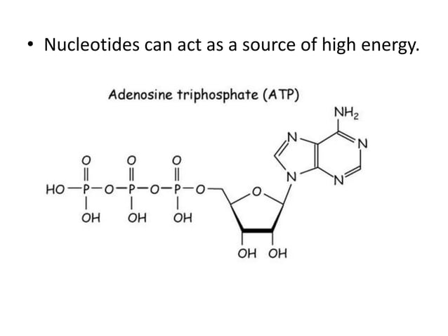 Nucleic_Acids-_-An introduction | PPT