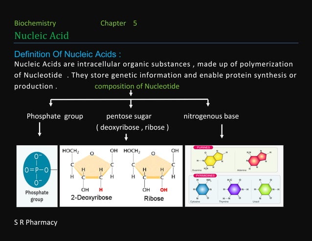 nucleic acids chap.5 biochemistry.pdf