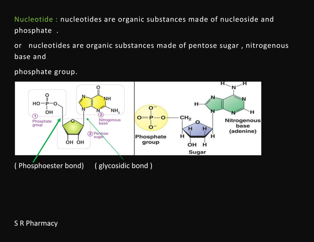 nucleic acids chap.5 biochemistry.pdf