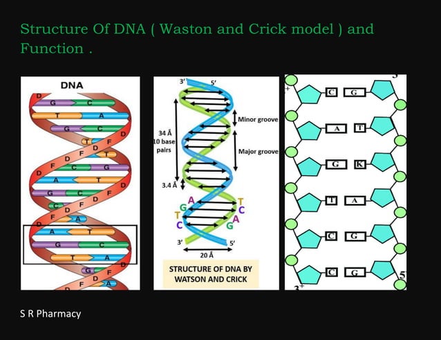 nucleic acids chap.5 biochemistry.pdf