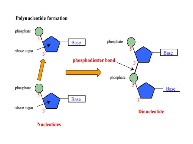 NUCLEIC ACIDS chasama.pptx