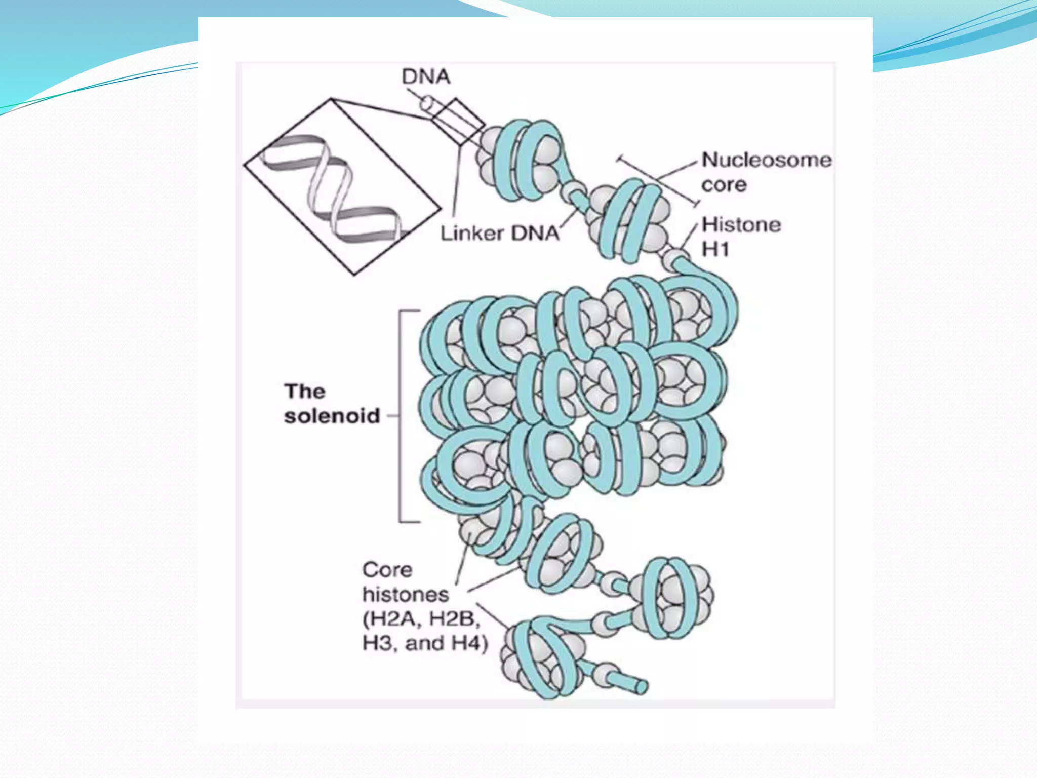 NUCLEIC ACIDS CHEMISTRY-1.pptx