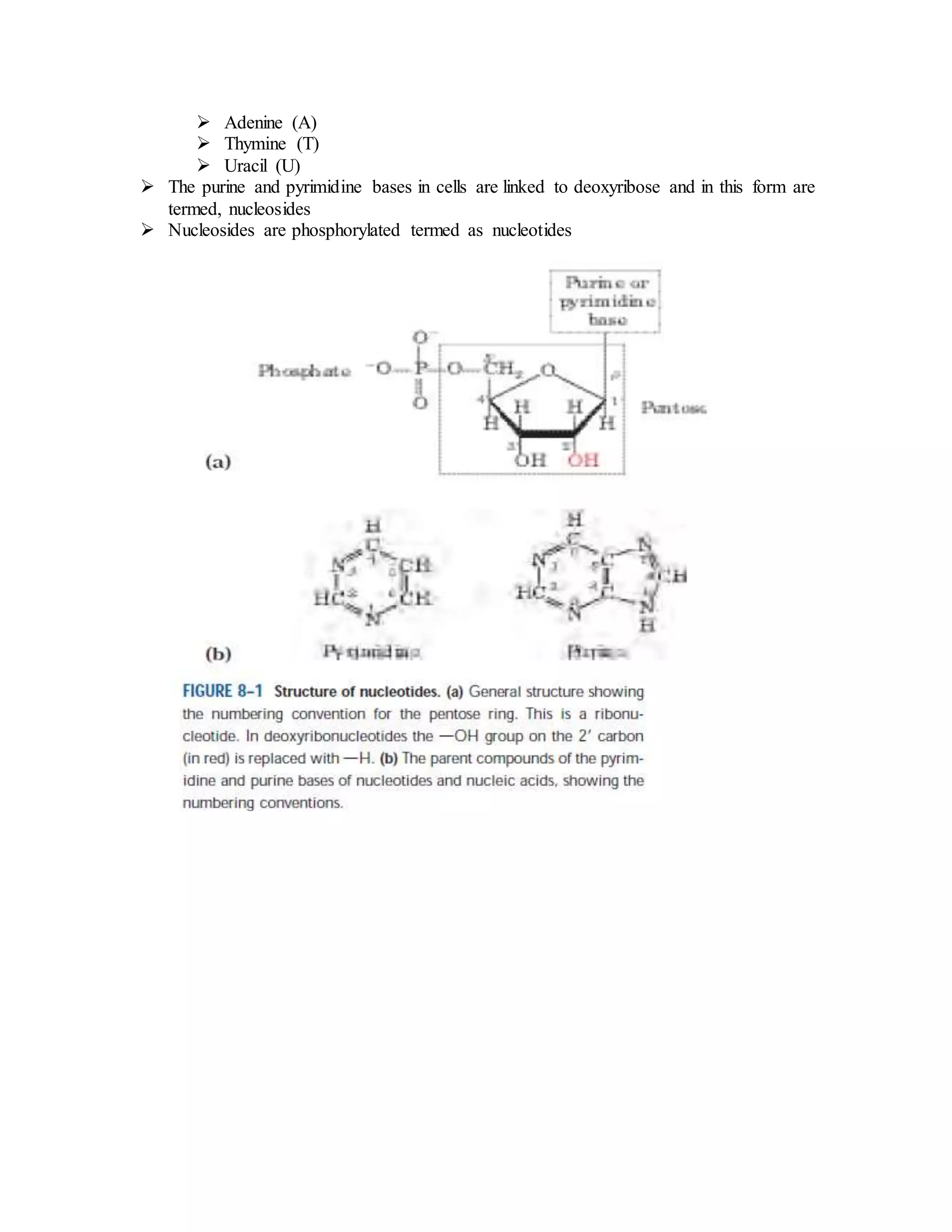 Nucleic acids (dna & rna) | DOCX