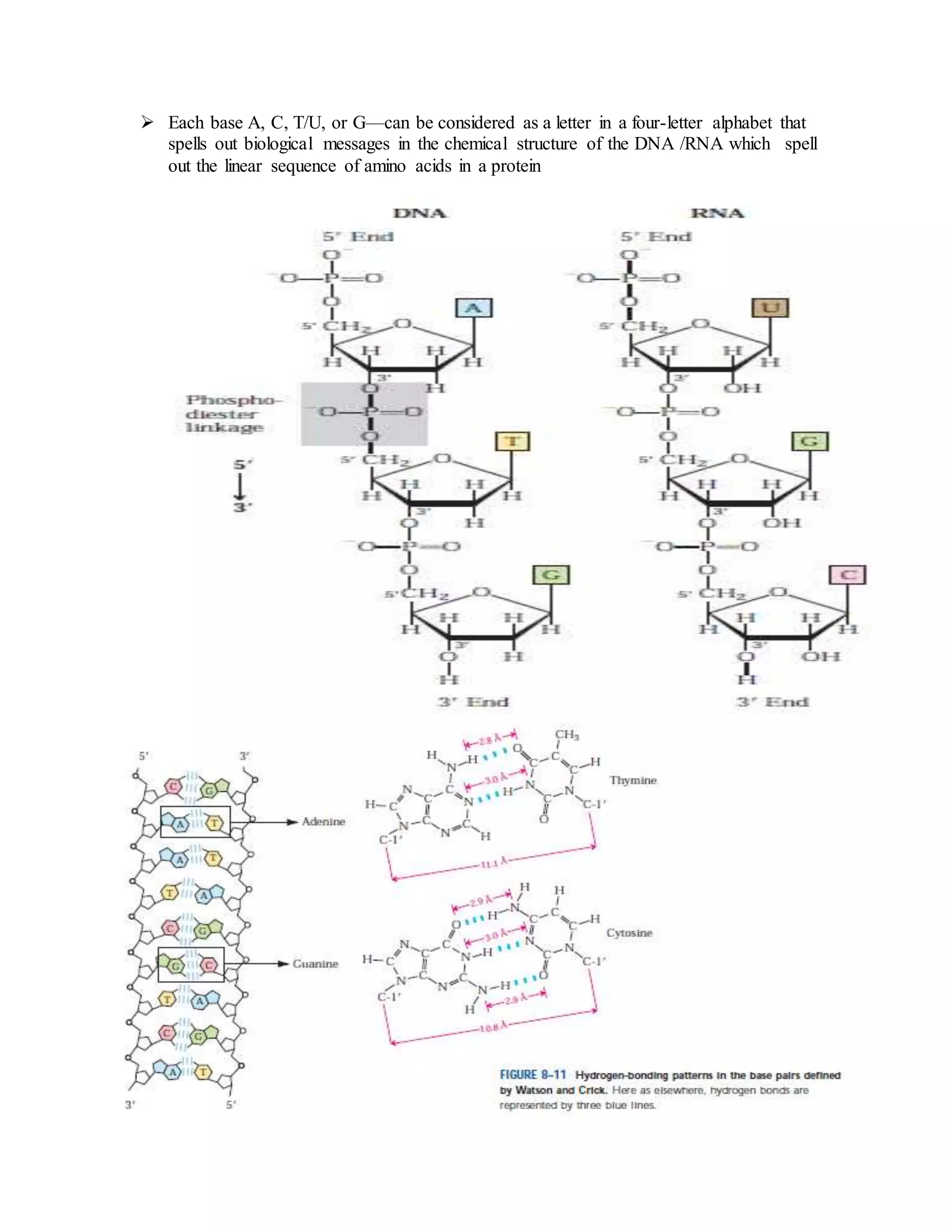 Nucleic acids (dna & rna) | DOCX