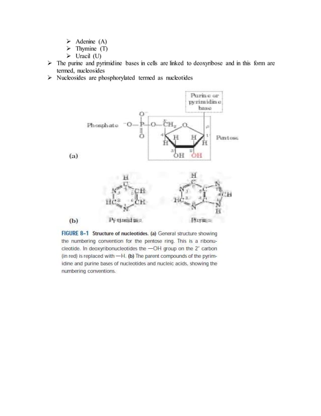 Nucleic acids (dna & rna) | DOCX