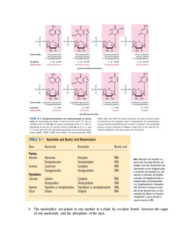 Nucleic acids (dna & rna) | DOCX