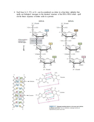 Nucleic acids (dna & rna) | DOCX