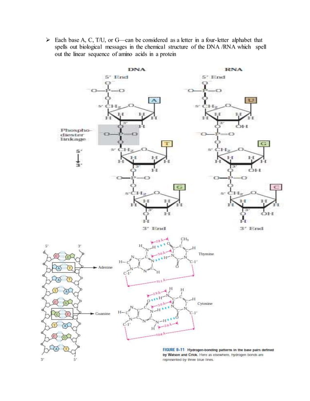 Nucleic acids (dna & rna) | DOCX