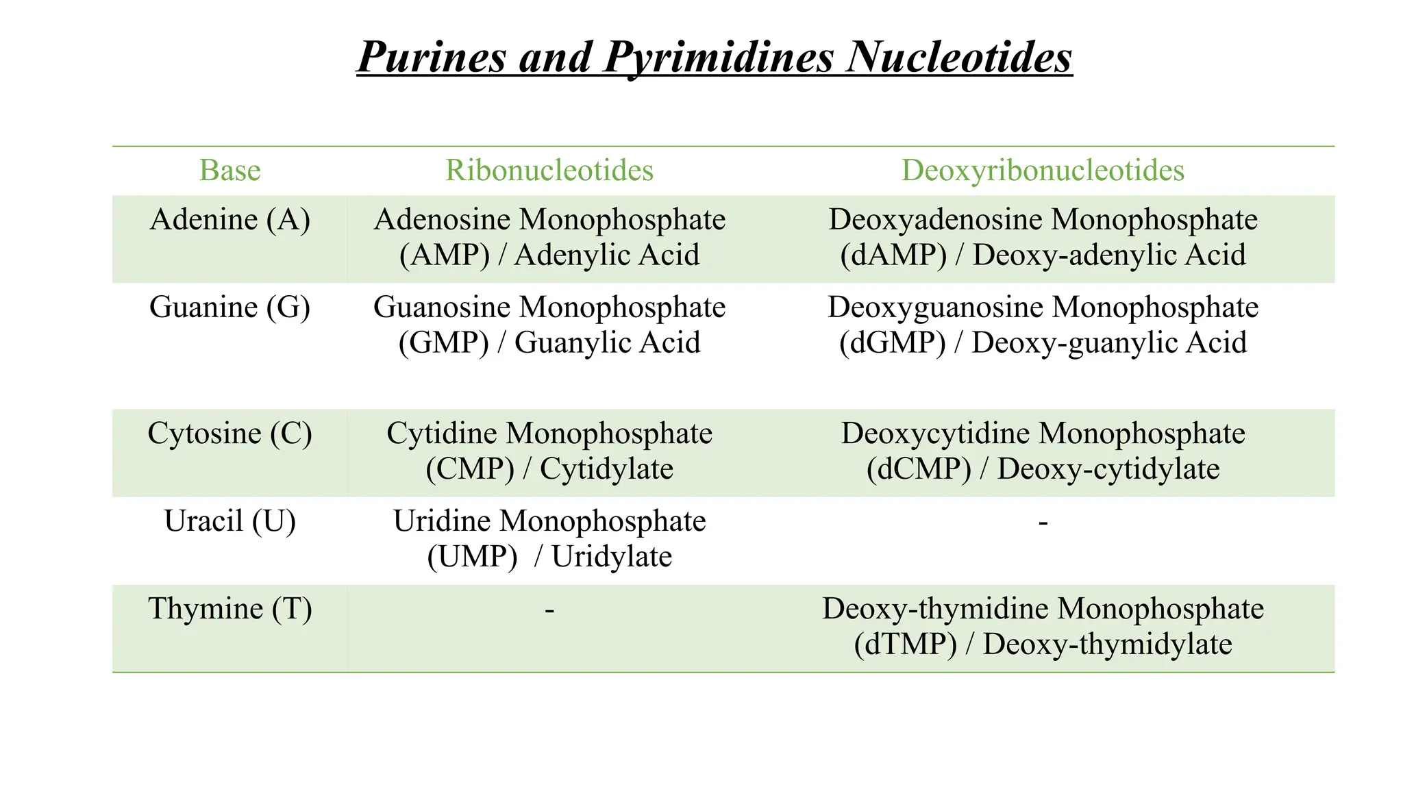 Nucleic Acids: Basics and Functions in cell | PPTX