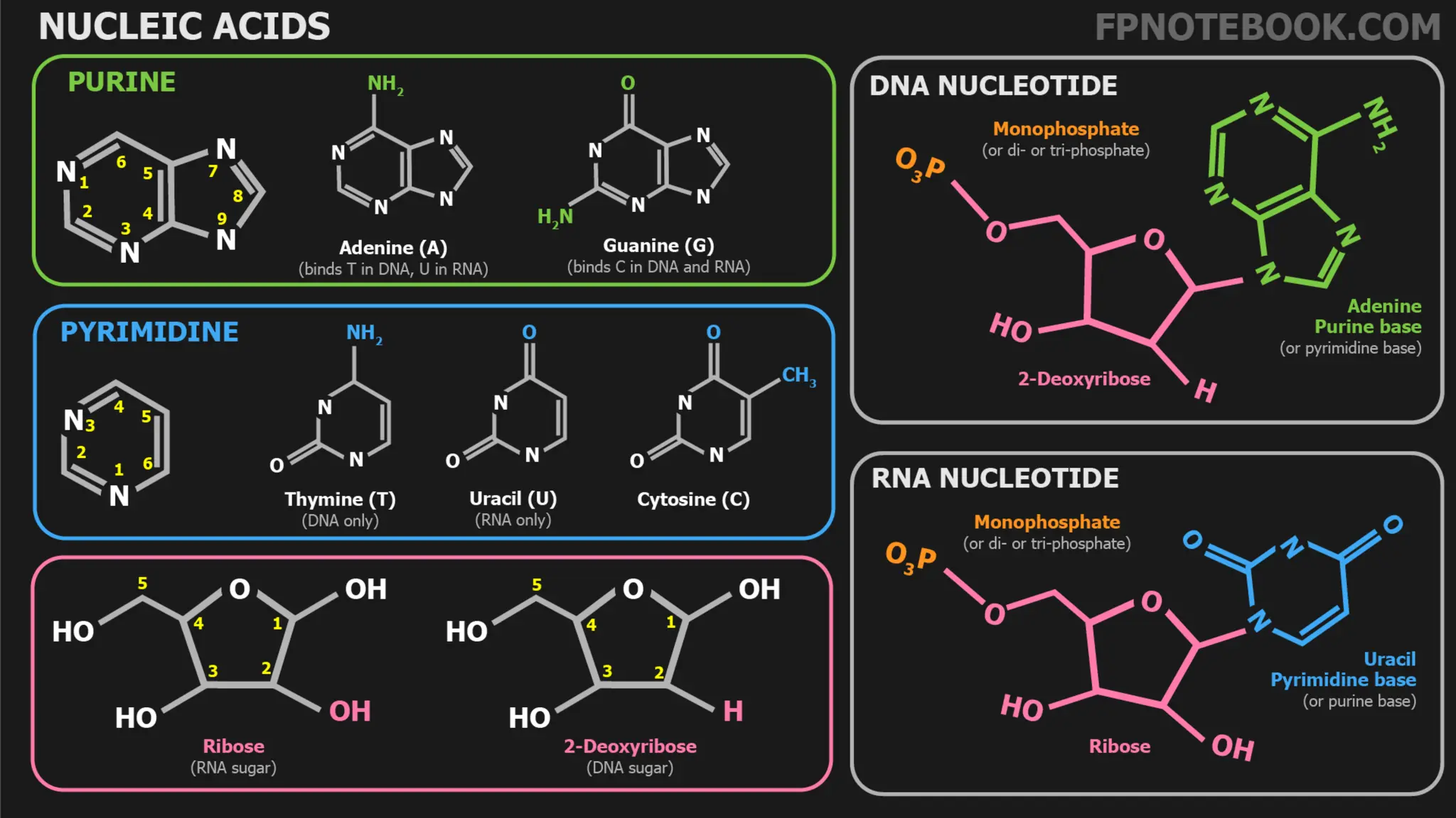 Nucleic Acids: Basics and Functions in cell | PPTX