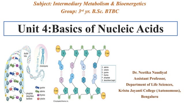 Nucleic Acids: Basics and Functions in cell | PPTX