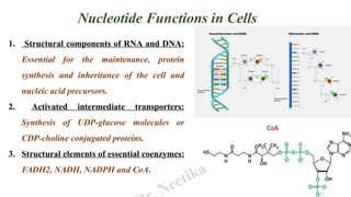 Nucleic Acids: Basics and Functions in cell | PPTX