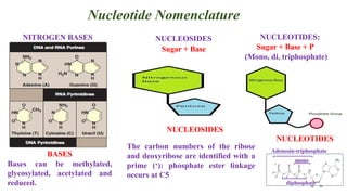 Nucleic Acids: Basics and Functions in cell | PPTX