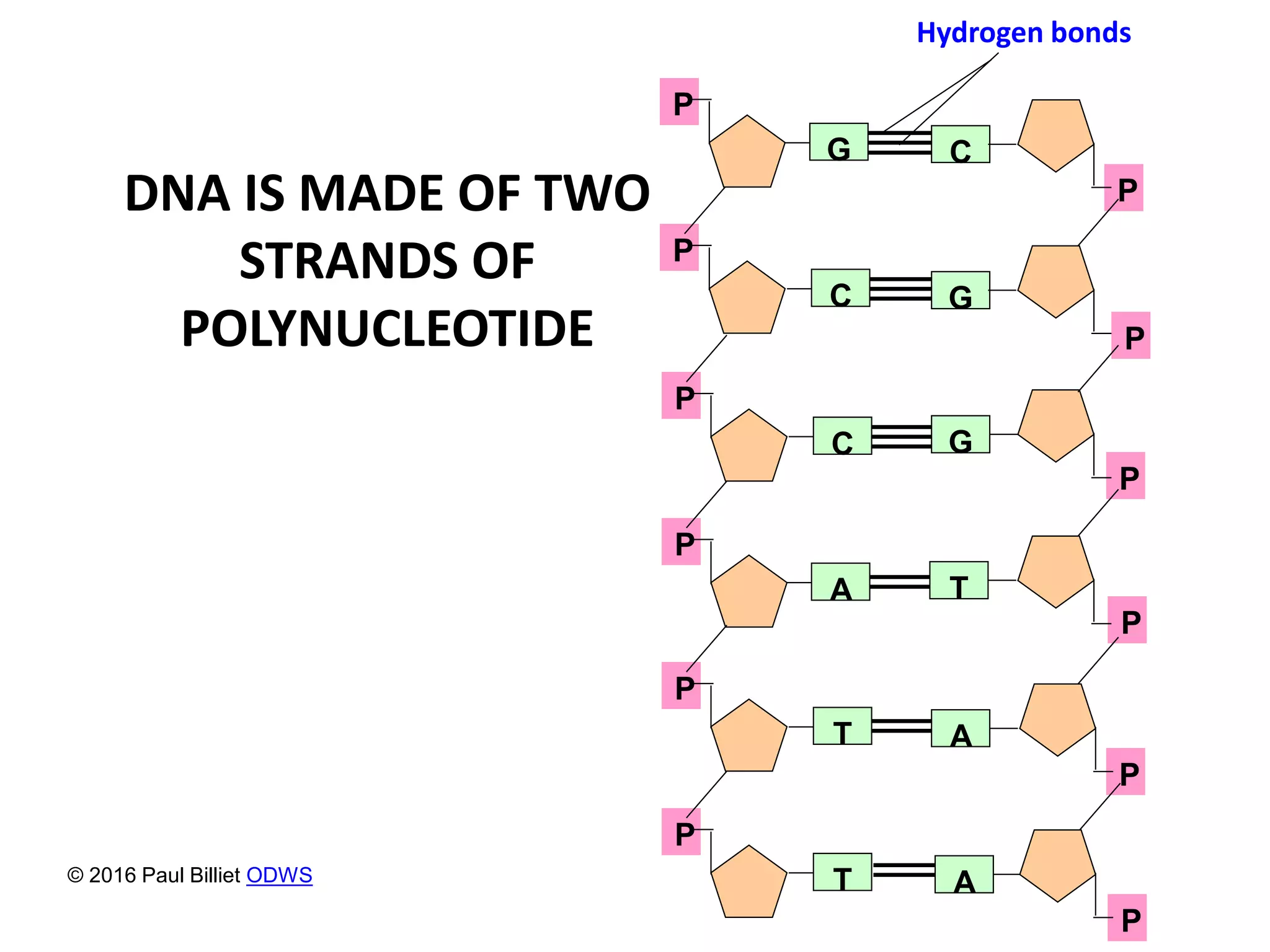 Nucleic acids meaning and structure macromolecules | PPTX