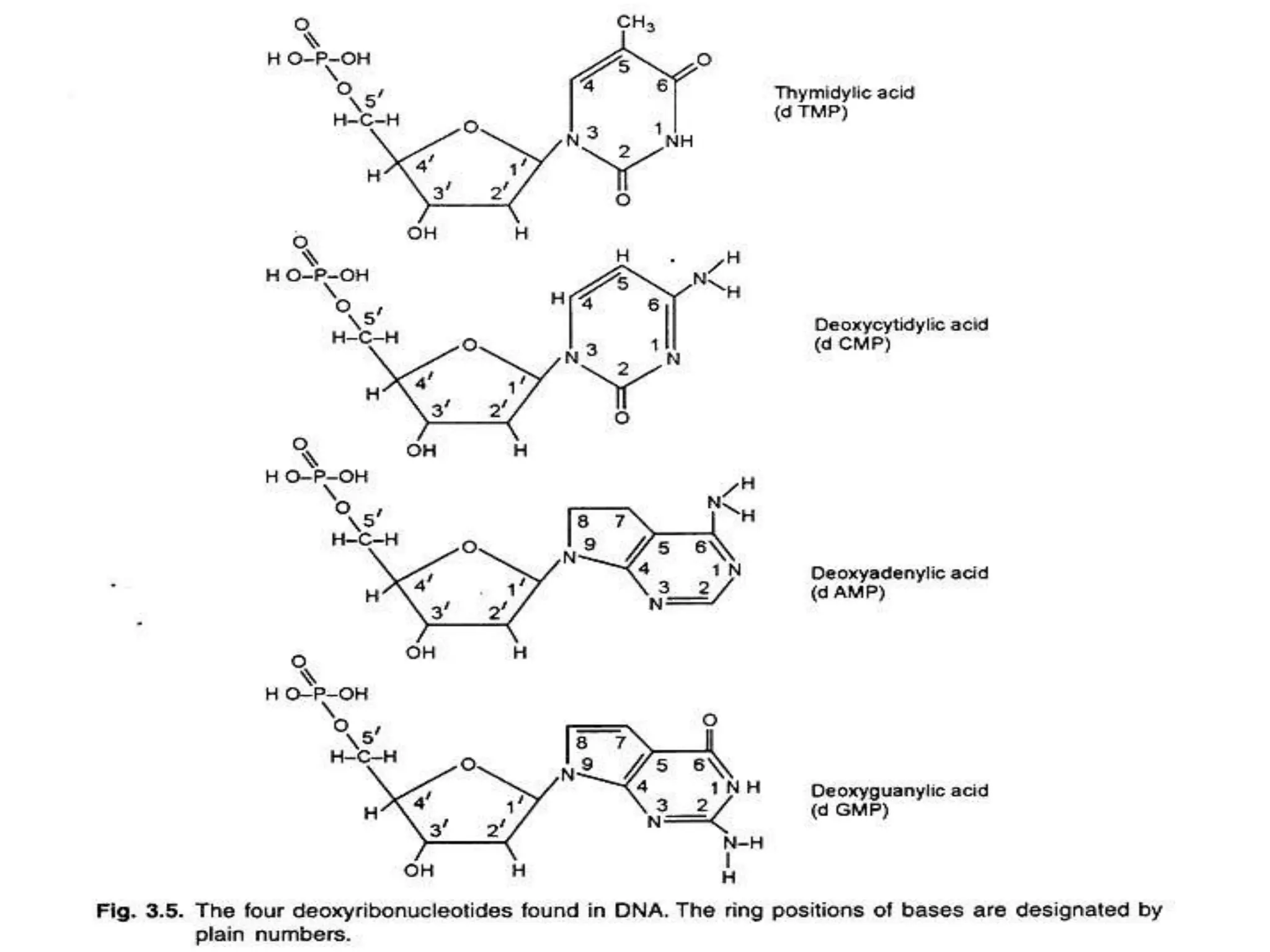 Nucleic acids meaning and structure macromolecules | PPTX