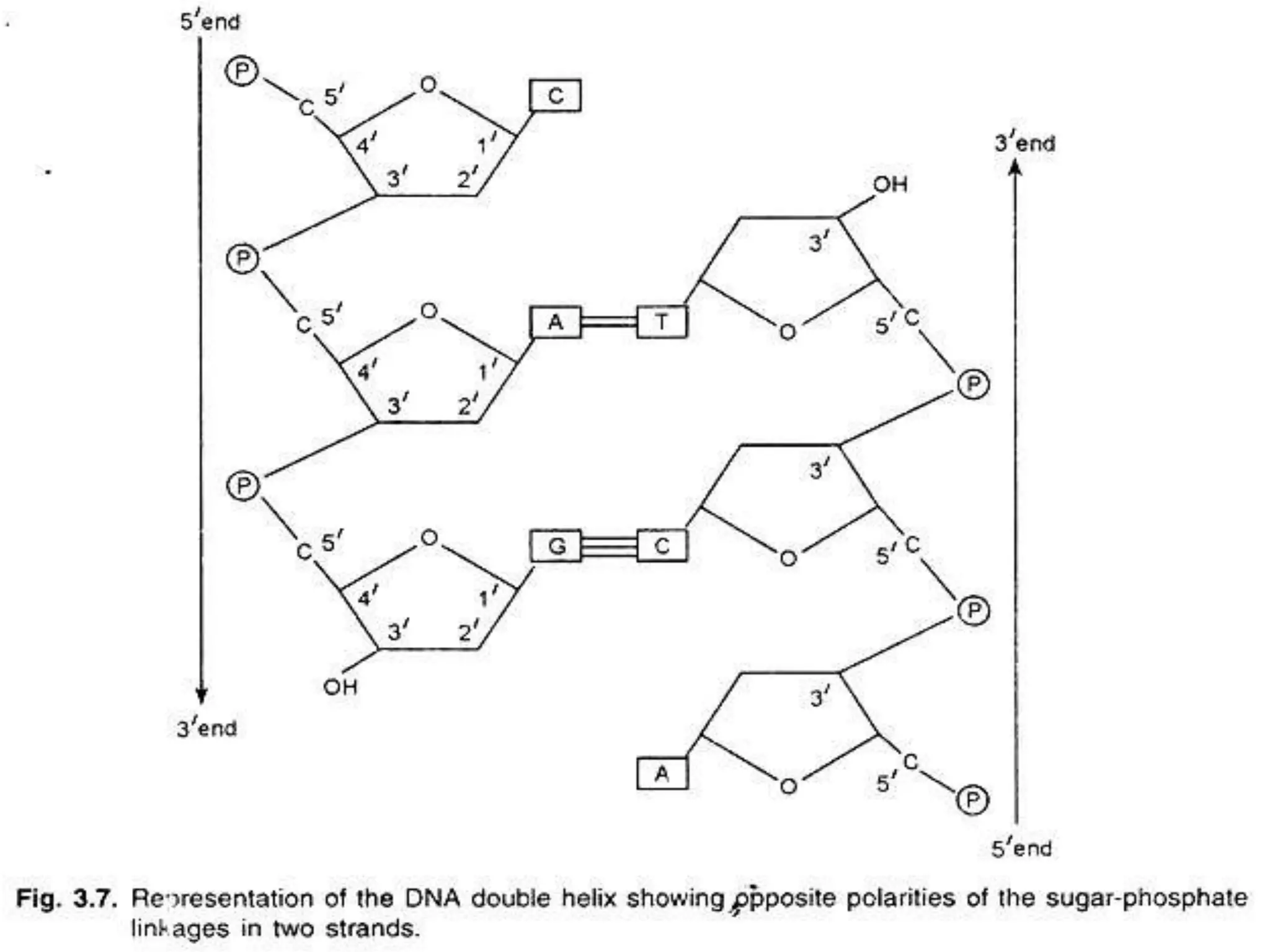 Nucleic acids meaning and structure macromolecules | PPTX