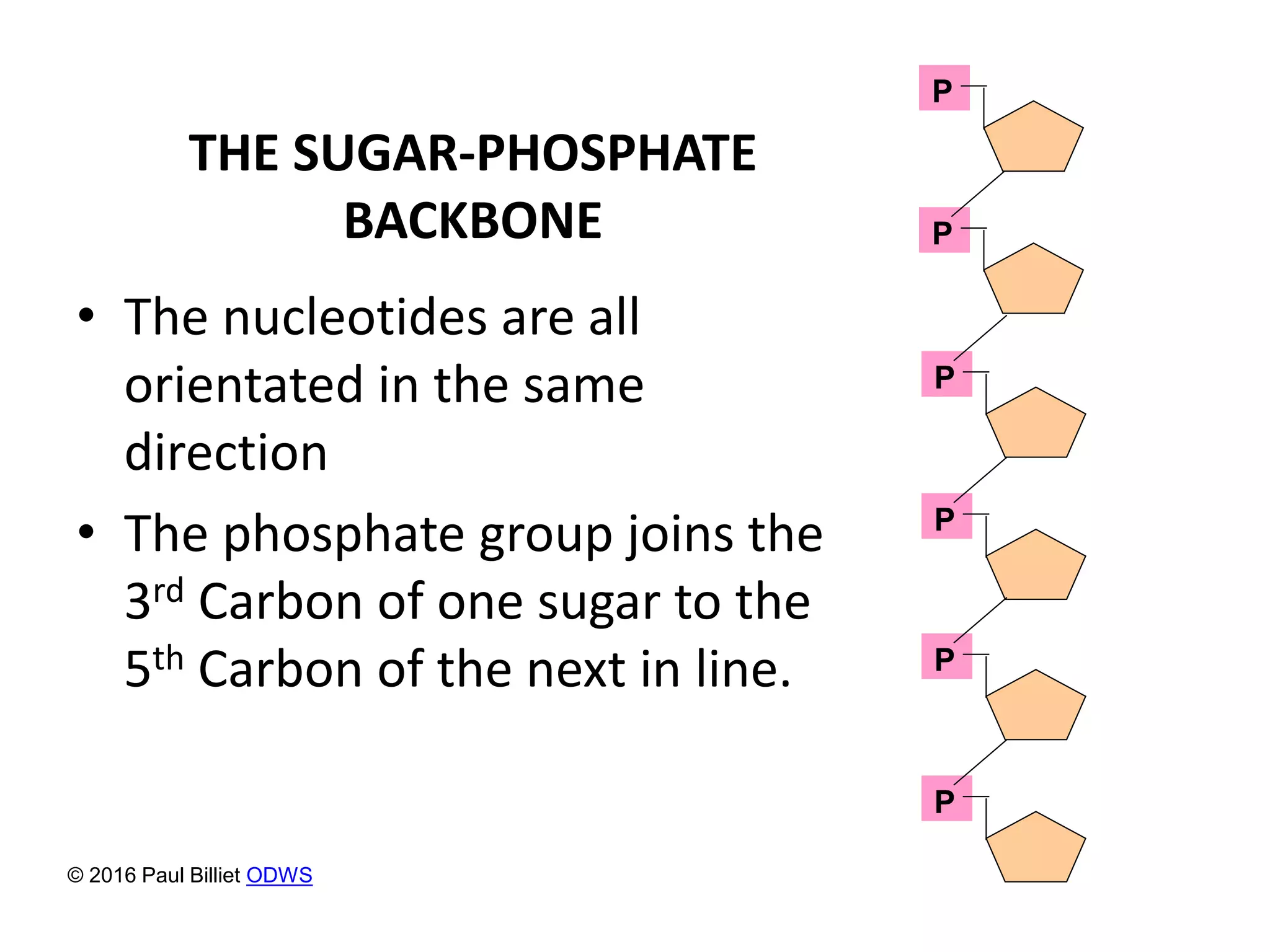 Nucleic acids meaning and structure macromolecules | PPTX