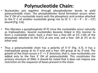 Nucleic acids meaning and structure macromolecules | PPTX