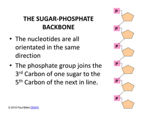 Nucleic acids meaning and structure macromolecules | PPTX
